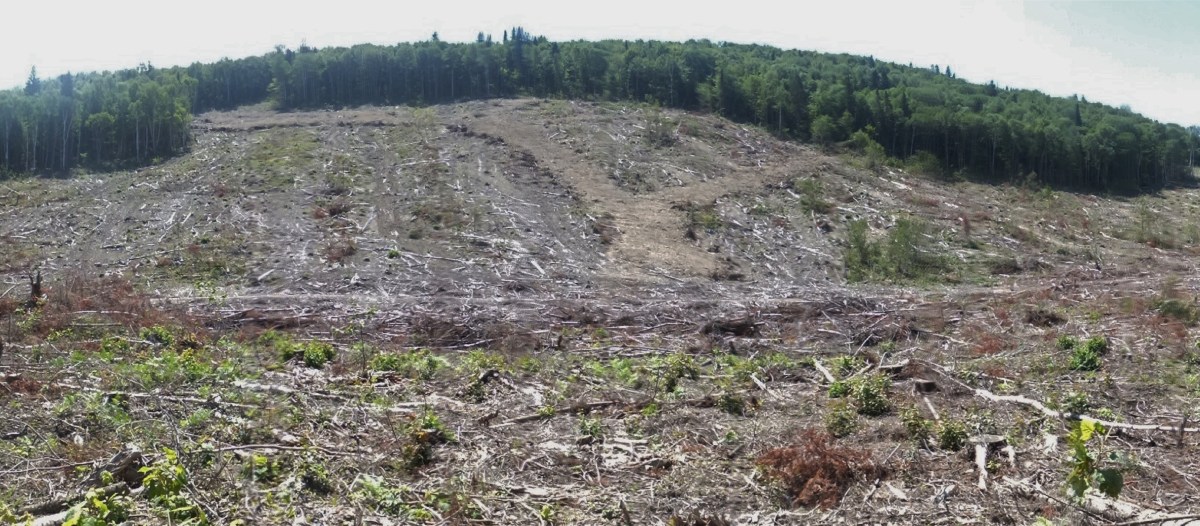 Quel avenir pour la forêt acadienne ? – Simon Delattre | Astheure